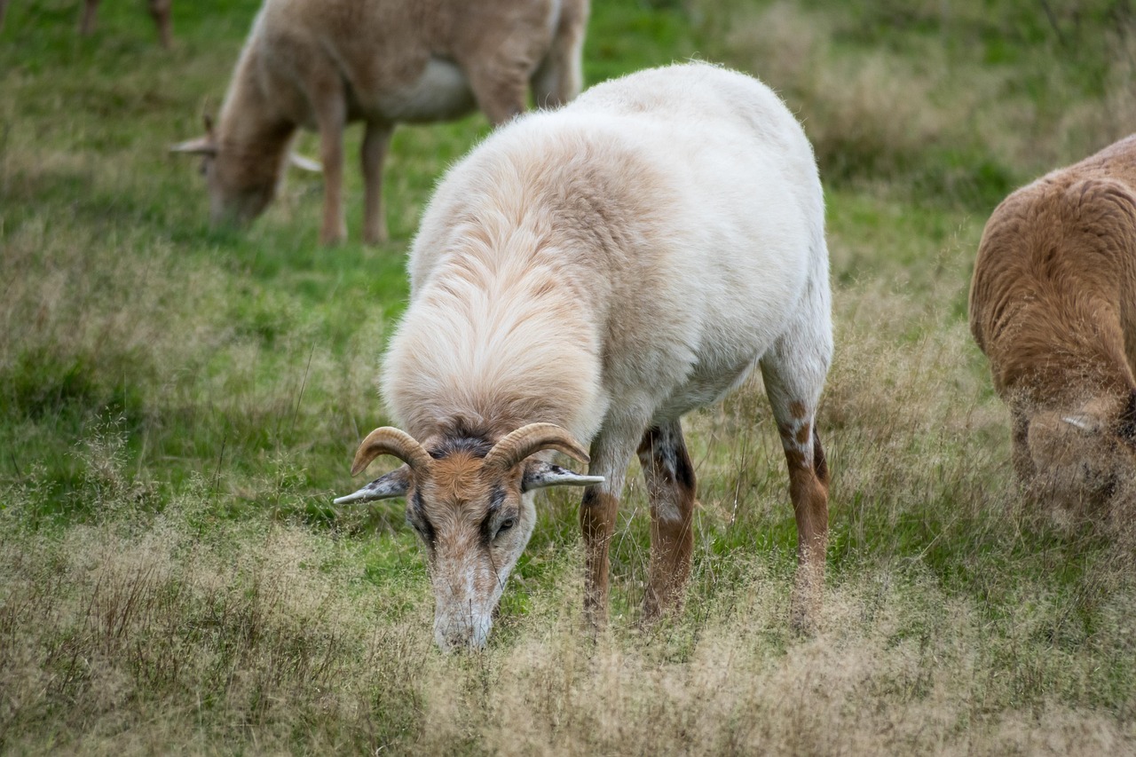 90+ Free Wolf Sheep & Sheep Images - Pixabay