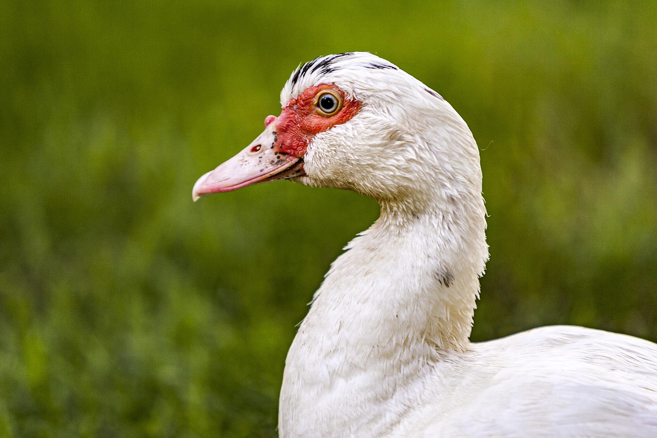 Pato Animal Relva - Foto gratuita no Pixabay - Pixabay