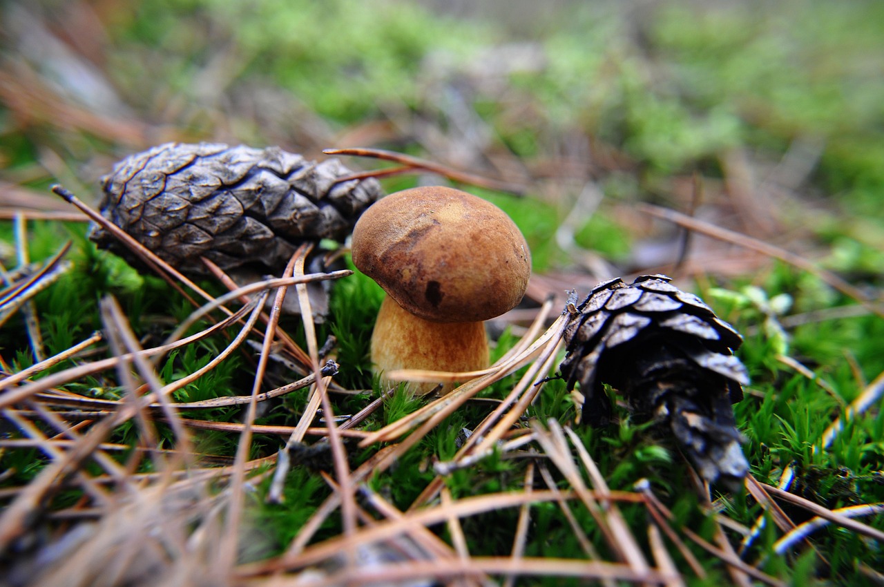 Cogumelo Floresta Cogumelos No - Foto gratuita no Pixabay - Pixabay
