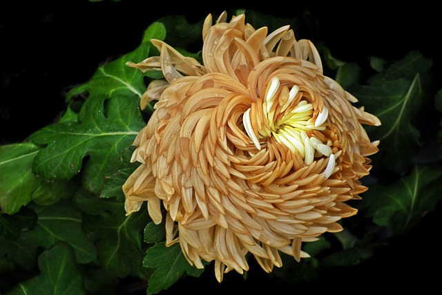 Chrysanthemum Flower Colorful - Free photo on Pixabay