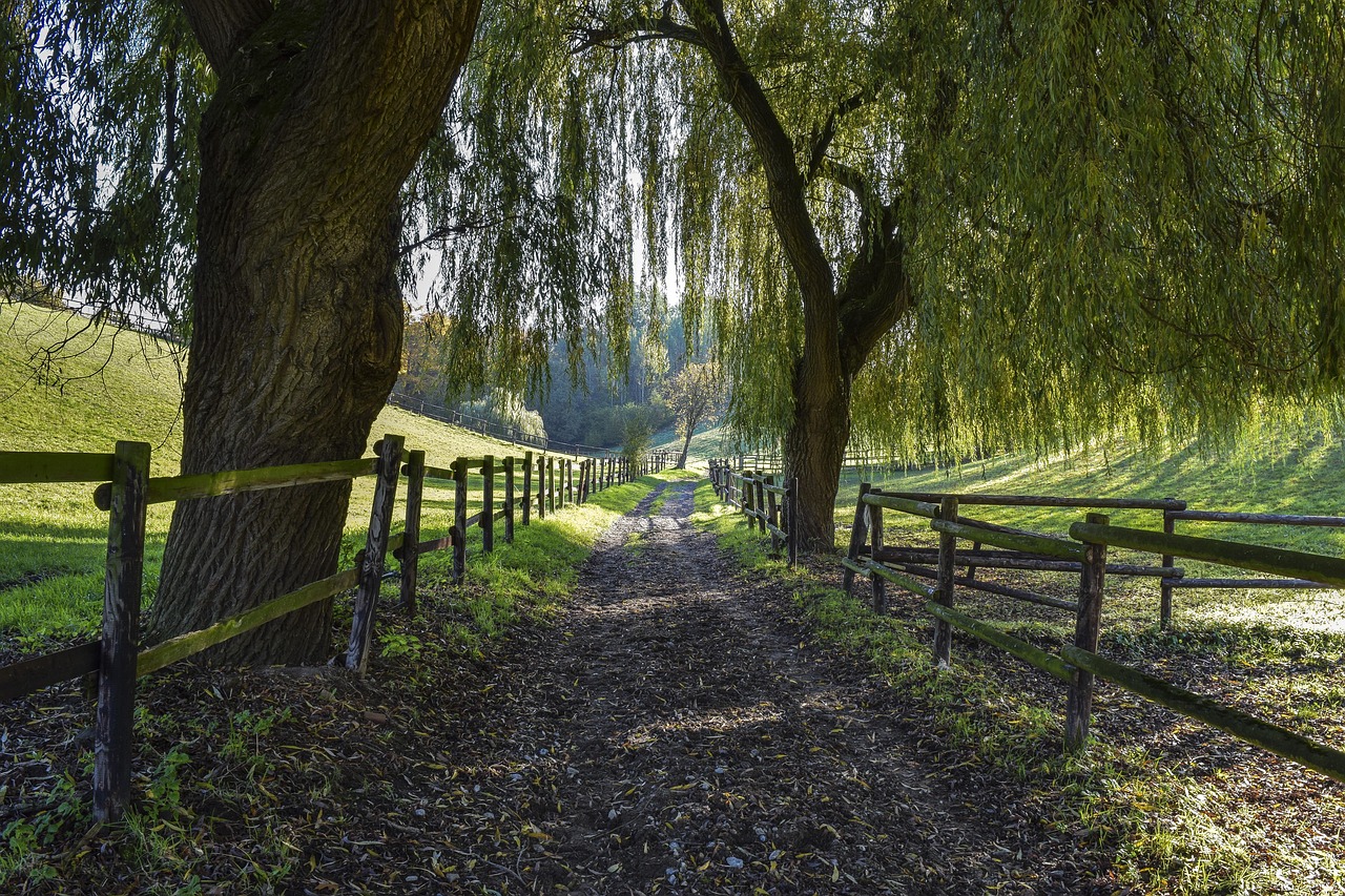40,000+ Free Forrest Path Sunlight & Forest Images - Pixabay