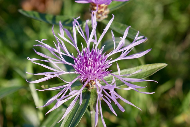Flor Cardo Jardim - Foto gratuita no Pixabay - Pixabay