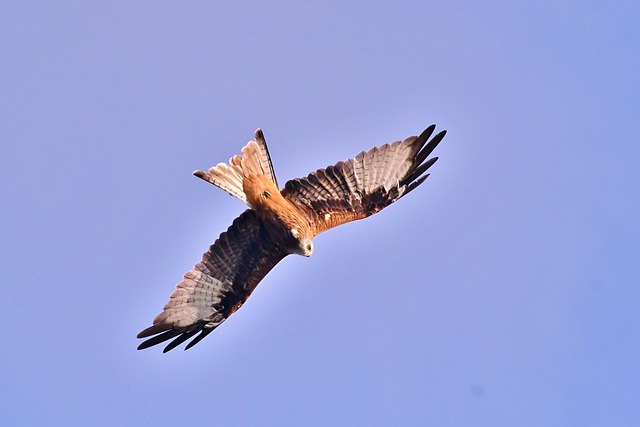 Page 4 - 20,000+ Free Red Kite & Kite Photos - Pixabay