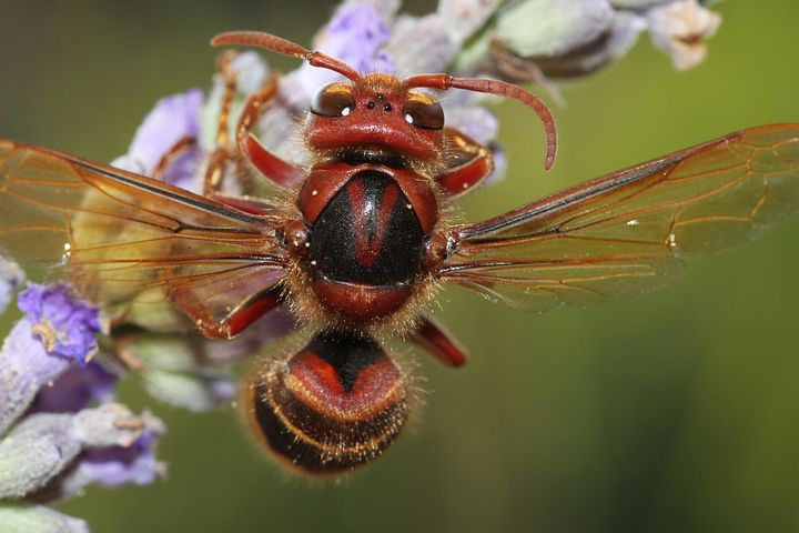 600+ Free Hornet & Insect Images