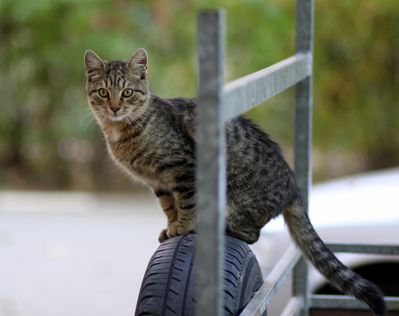 The Cat Catlike Animated - Free photo on Pixabay