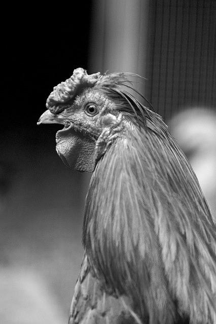 Galo Fazenda Aves De Capoeira - Foto gratuita no Pixabay - Pixabay