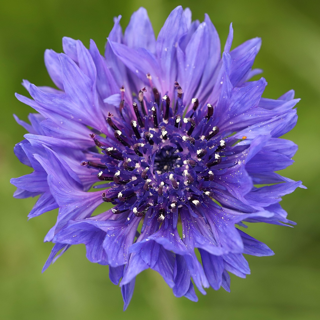 Blomma Daisy Makro - Gratis foto på Pixabay