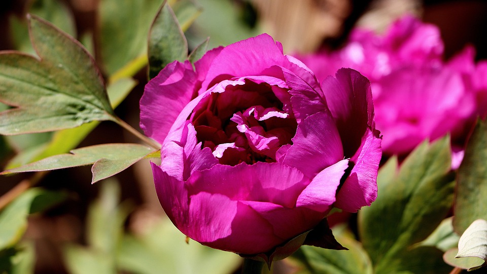 Pfingstrose Blüte Garten - Kostenloses Foto auf Pixabay