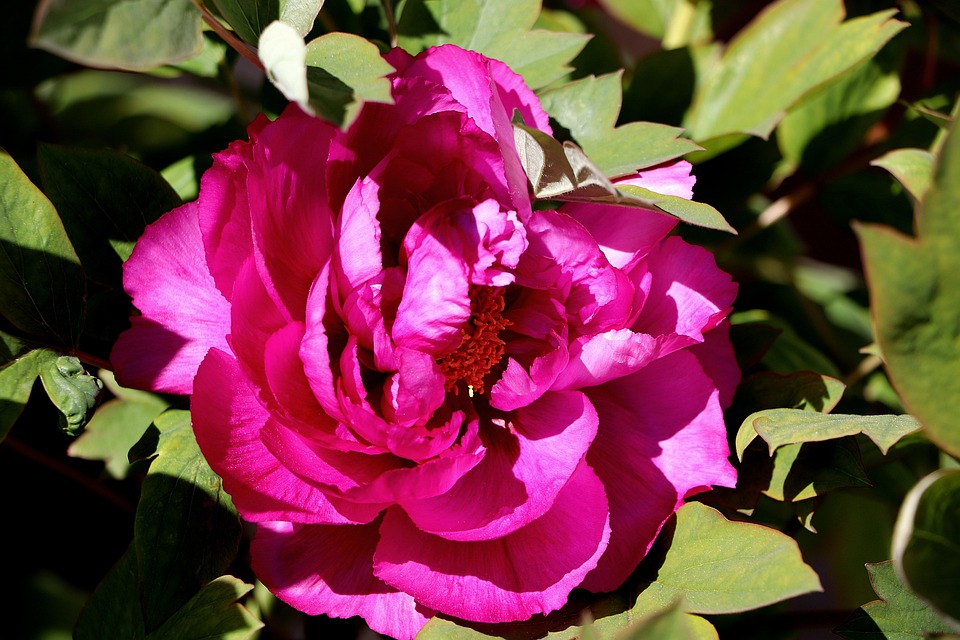 Peônia Flor Jardim - Foto gratuita no Pixabay - Pixabay