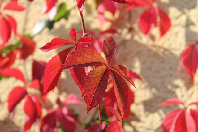 Red Leaves Nature - Free photo on Pixabay