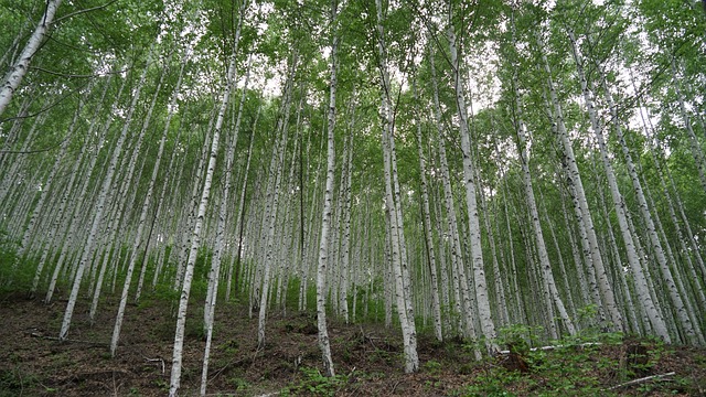 Birch Forest Nature - Free photo on Pixabay