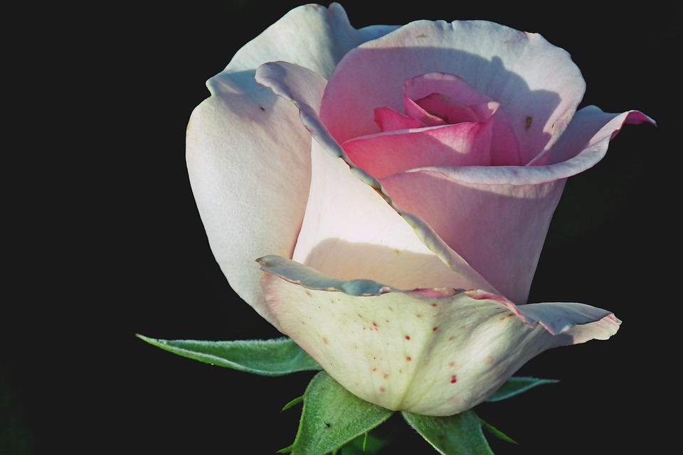 Rose Bloem Roze Dol Zijn - Gratis foto op Pixabay - Pixabay