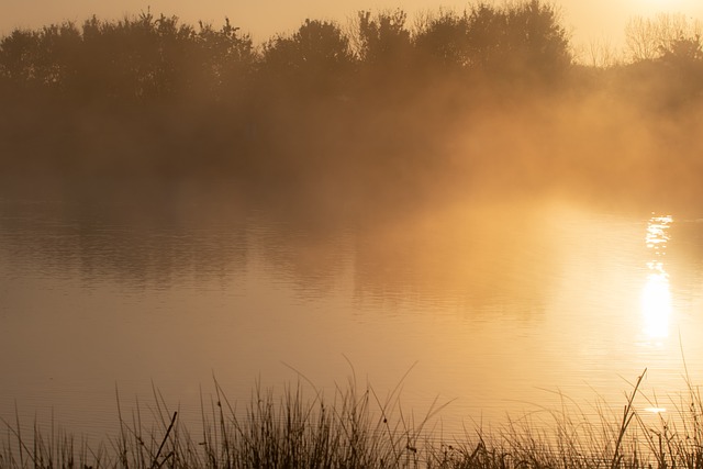Tree Single Mist - Free photo on Pixabay - Pixabay