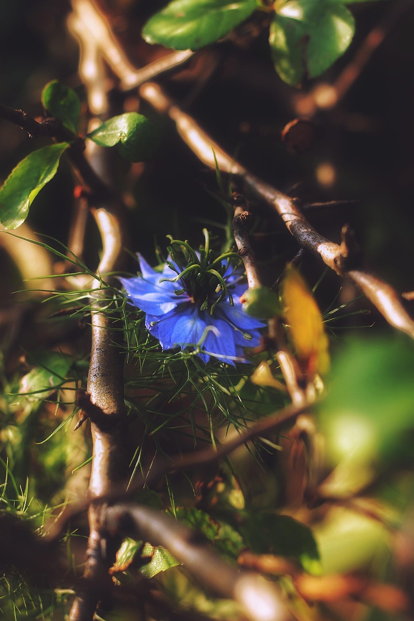 Flower Blue Branches - Free photo on Pixabay - Pixabay