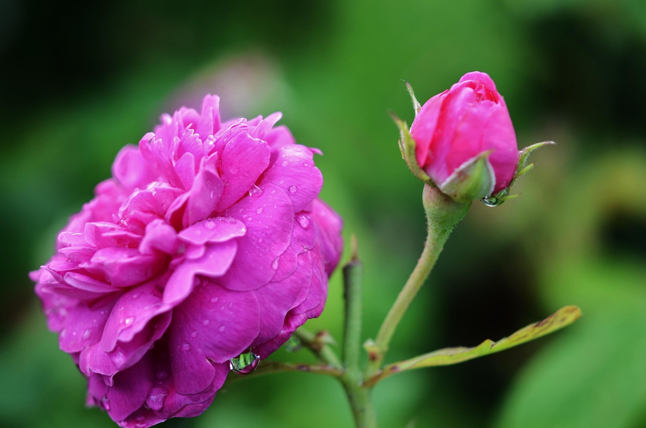 Ruusu Kukka Luonne - Ilmainen valokuva Pixabayssa - Pixabay
