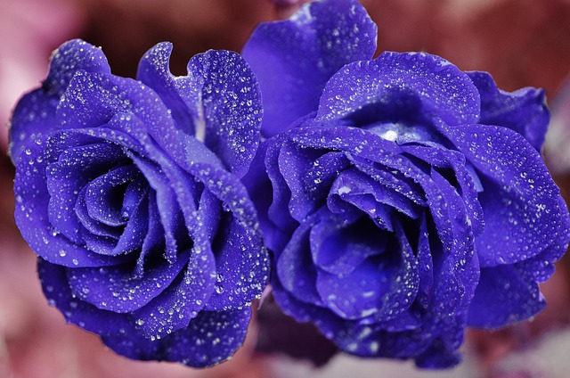 Rosa Naturaleza Bloom - Foto gratis en Pixabay