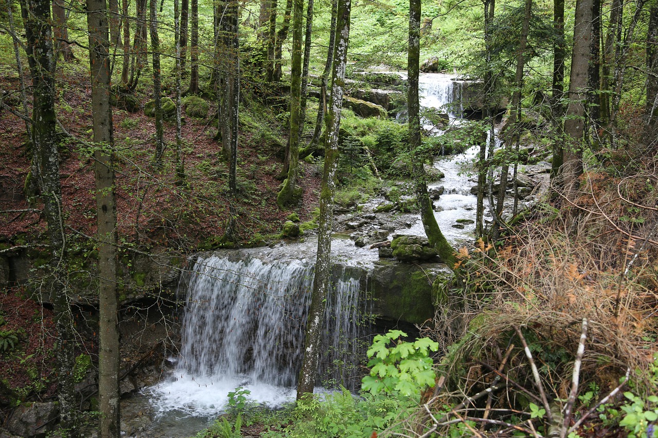 Bach Trees Water - Free photo on Pixabay