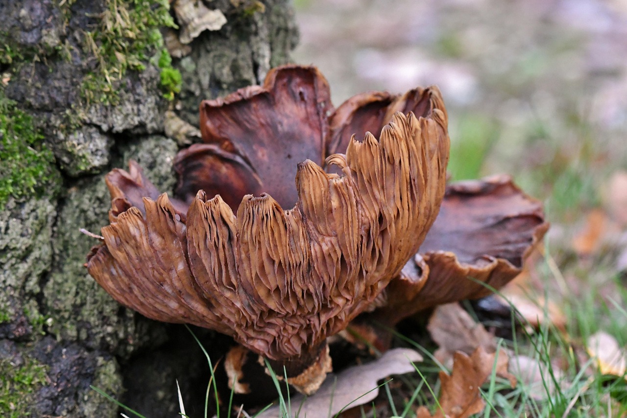 400+ Free Damp & Nature Images - Pixabay