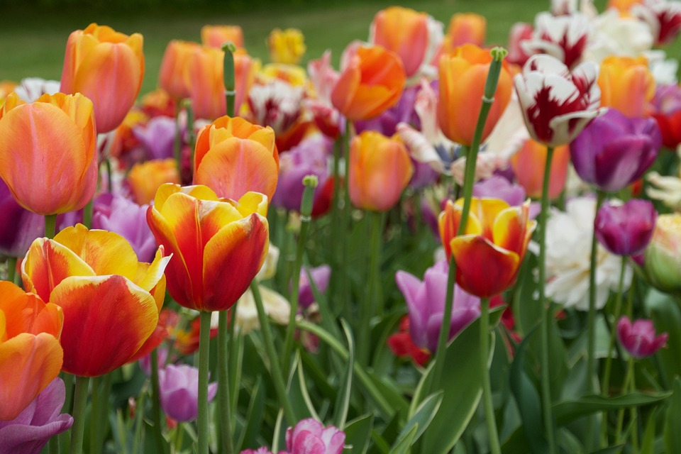Flowers Tulips Spring - Free photo on Pixabay