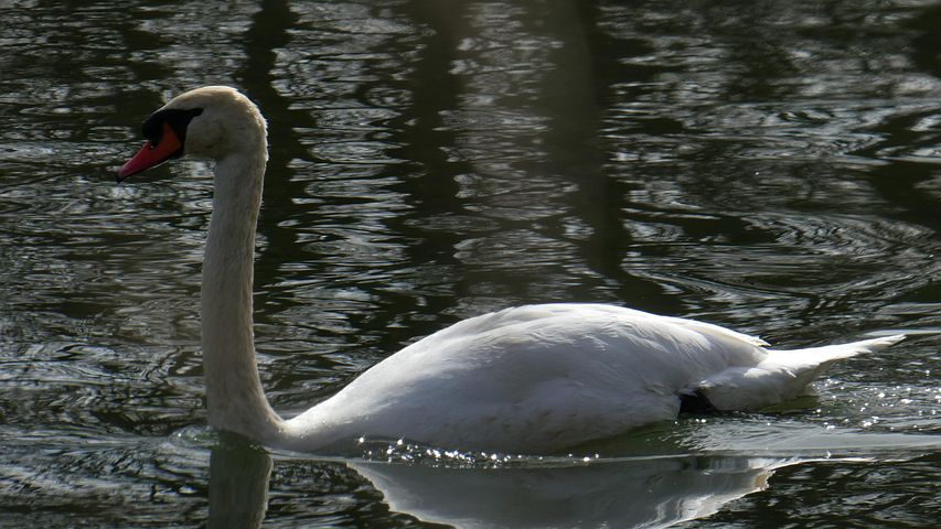 100+ Free Swan Baby & Swan Photos - Pixabay