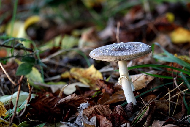 Mushroom Forest Fall - Free photo on Pixabay - Pixabay