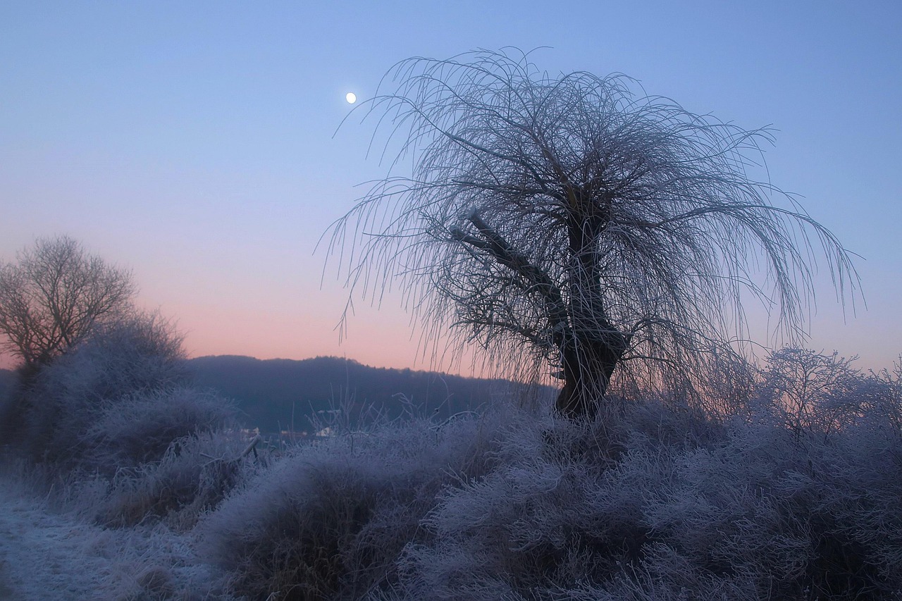 2,000+ Free Weeping Willow & Nature Images - Pixabay