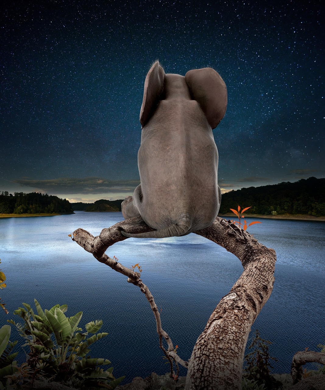 10,000+ Free Sad Elephant & Elephant Images - Pixabay