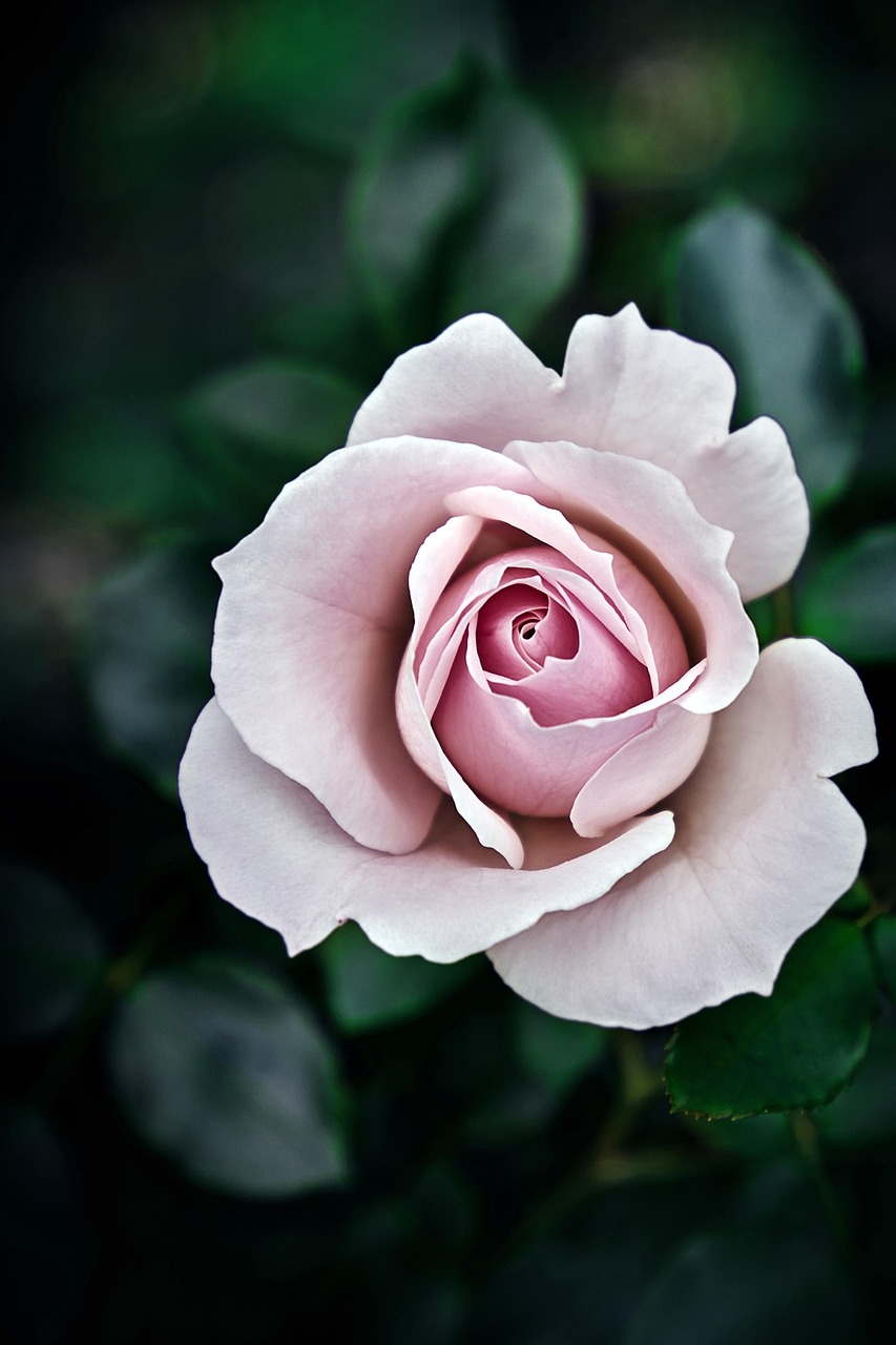 Rose Rosa Blume - Kostenloses Foto auf Pixabay - Pixabay