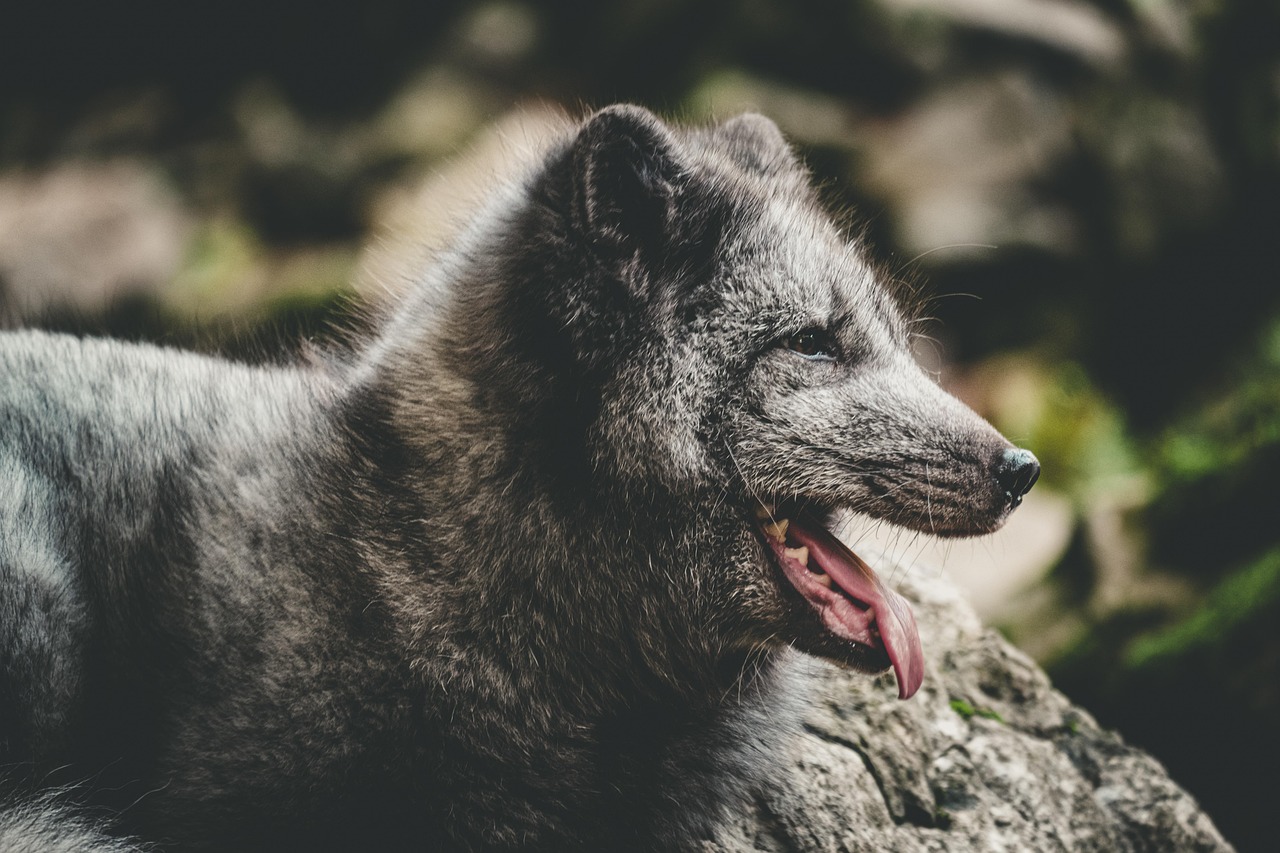 Polarfuchs Tier