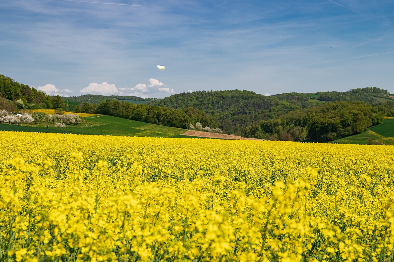 Field Of Rapeseeds Oilseed Rape - Free photo on Pixabay - Pixabay