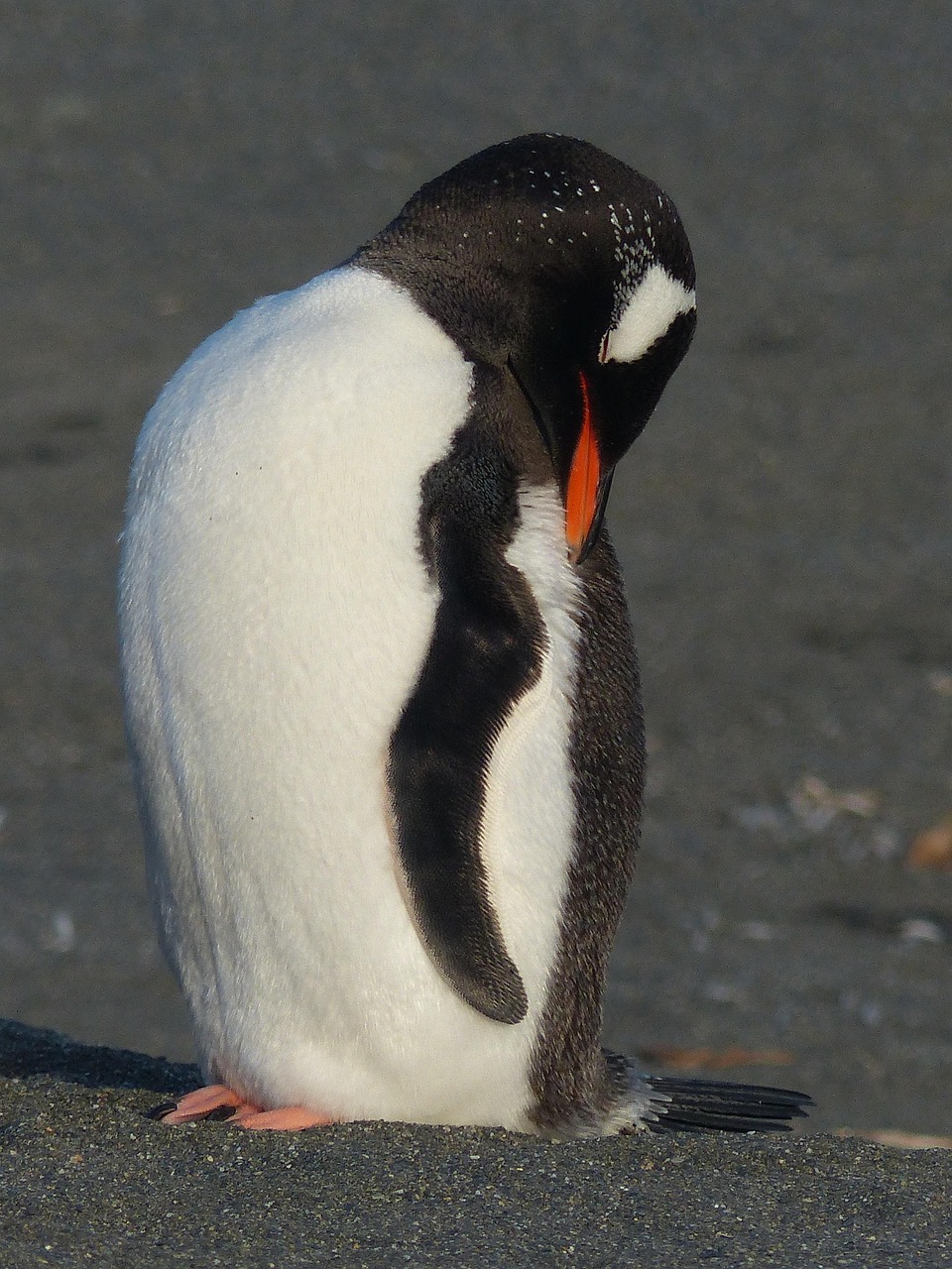 200+ Free Antartica & Antarctic Photos - Pixabay