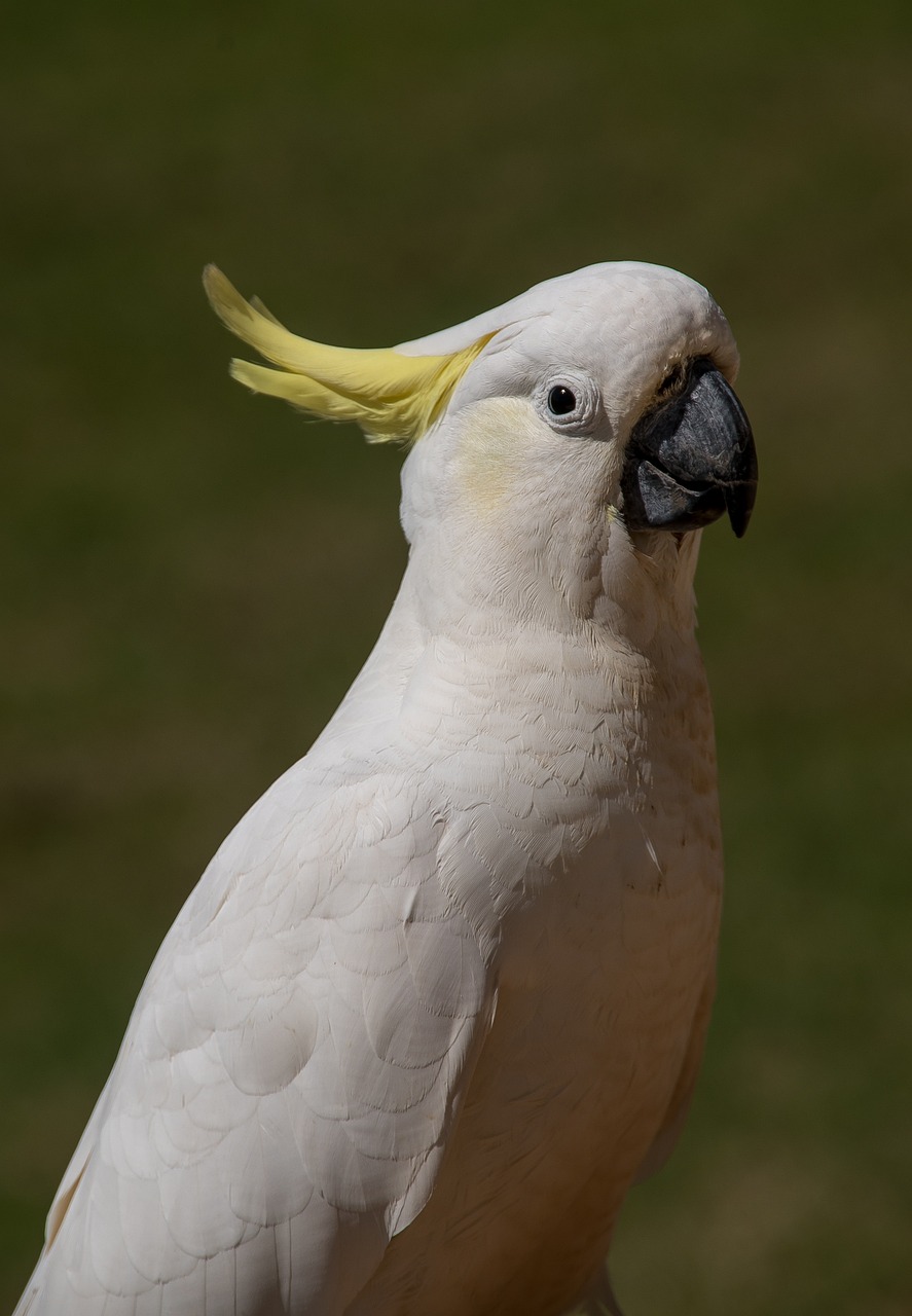 Sulphur Crested Cockatoo Parrot - Free photo on Pixabay - Pixabay