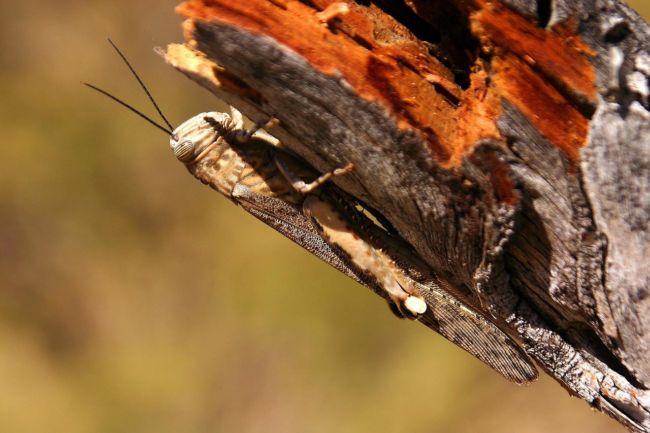 Saltamontes Naturaleza Insecto - Foto gratis en Pixabay - Pixabay