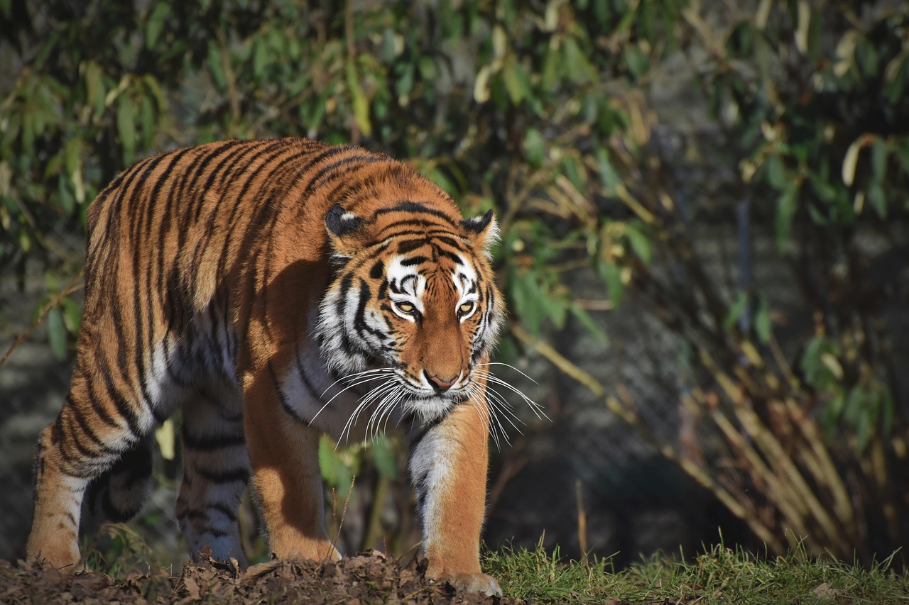 7,000+ Free Siberian-Tiger & Tiger Images - Pixabay