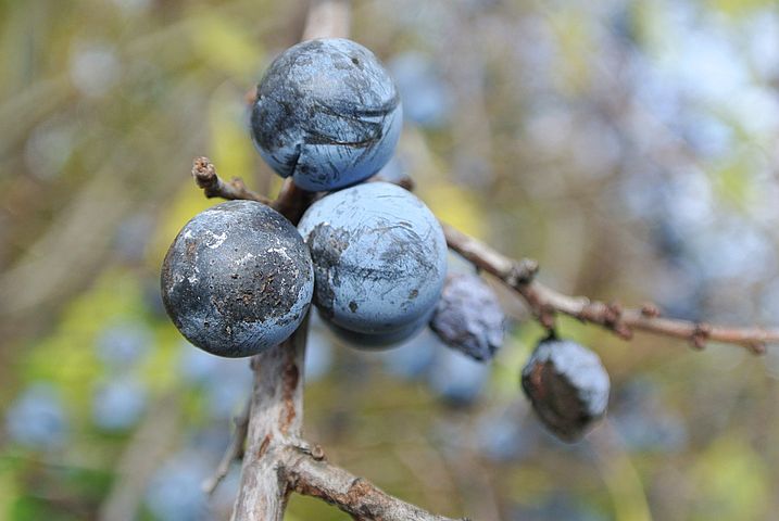 Plus de 90 images de Prunelle et de Nature - Pixabay