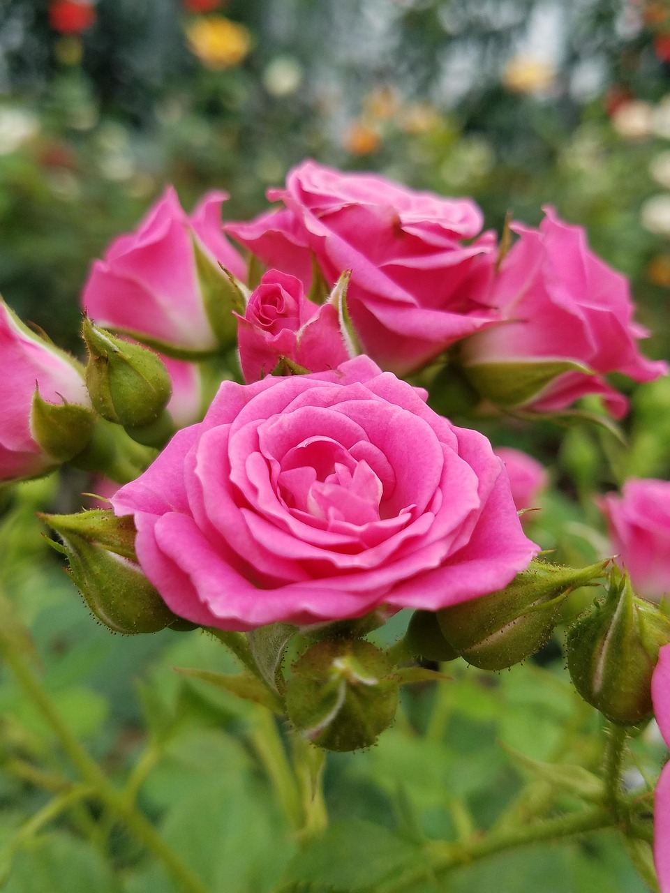Des Roses Plantes Fleur - Photo gratuite sur Pixabay - Pixabay