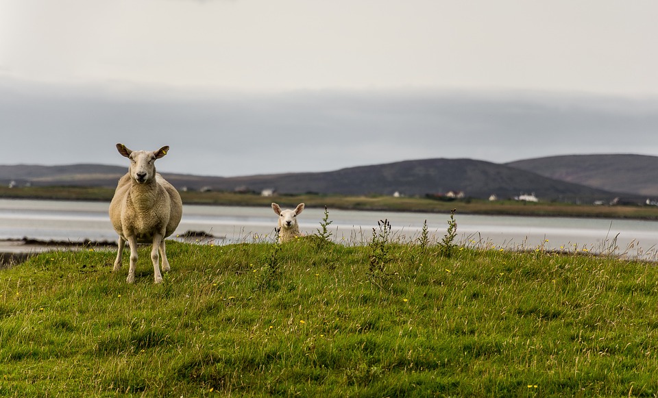 Le Mouton Paysage Nature - Photo gratuite sur Pixabay - Pixabay