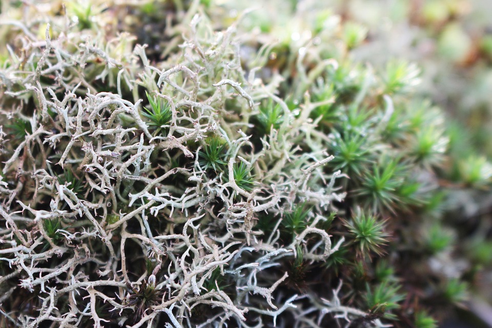 Bryophyta Lumut Alam - Foto gratis di Pixabay
