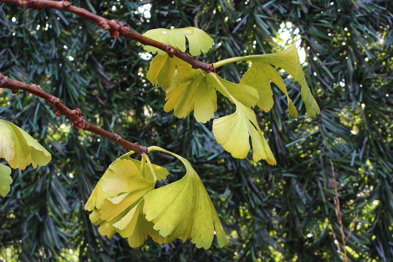 Ginko Biloba Ginkgo Jardins - Foto gratuita no Pixabay - Pixabay
