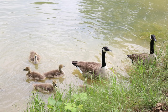Goose Bird Canadian Wild - Free photo on Pixabay - Pixabay