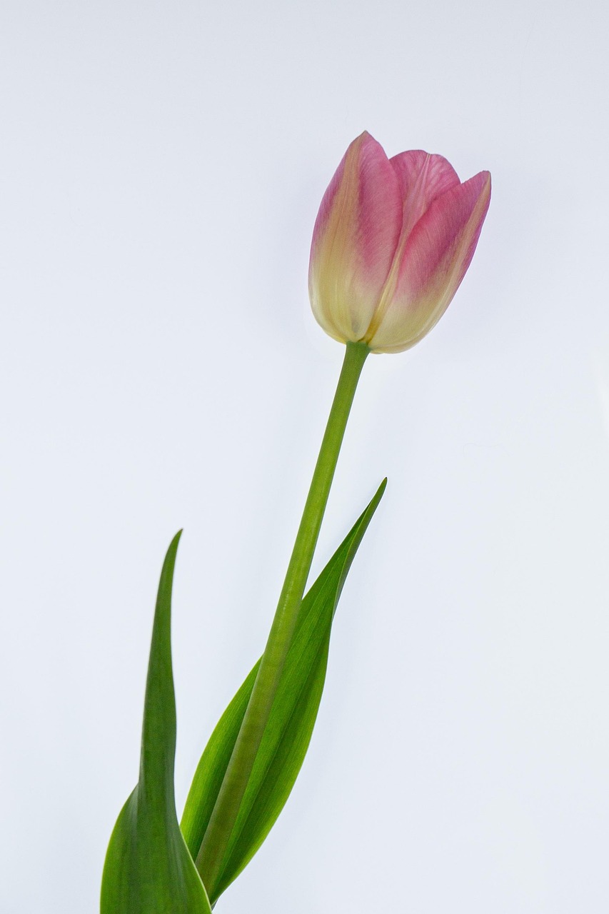 Tulip Pink Easter Flowers - Free photo on Pixabay - Pixabay