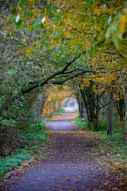Autumn Colours Pathway - Free photo on Pixabay - Pixabay