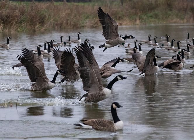 300+ Free Canada Geese & Geese Images - Pixabay