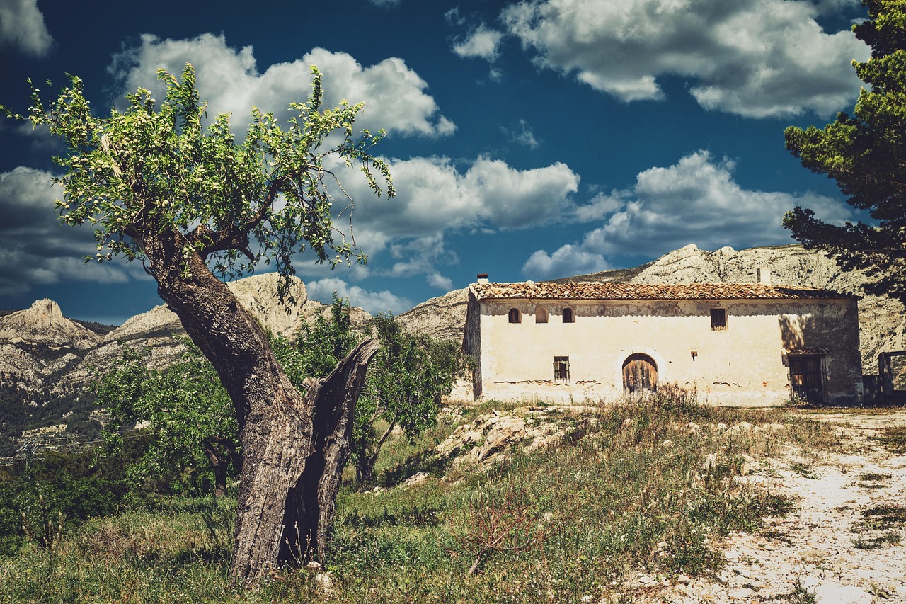 Olive Grove Green - Free photo on Pixabay