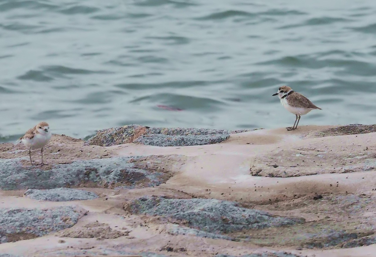 Malaysian Piping Plover Small - Free photo on Pixabay - Pixabay