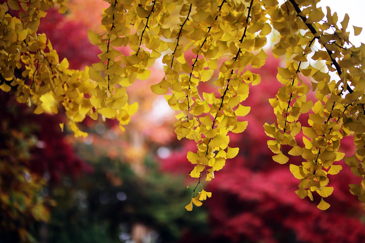 30,000+ Free Ginkgo Leaves & Ginkgo Images - Pixabay