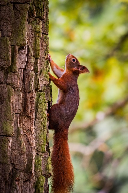 Écureuil La Nature Arbre - Photo gratuite sur Pixabay - Pixabay