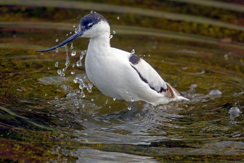 Avocets Swimmers Bird - Free photo on Pixabay