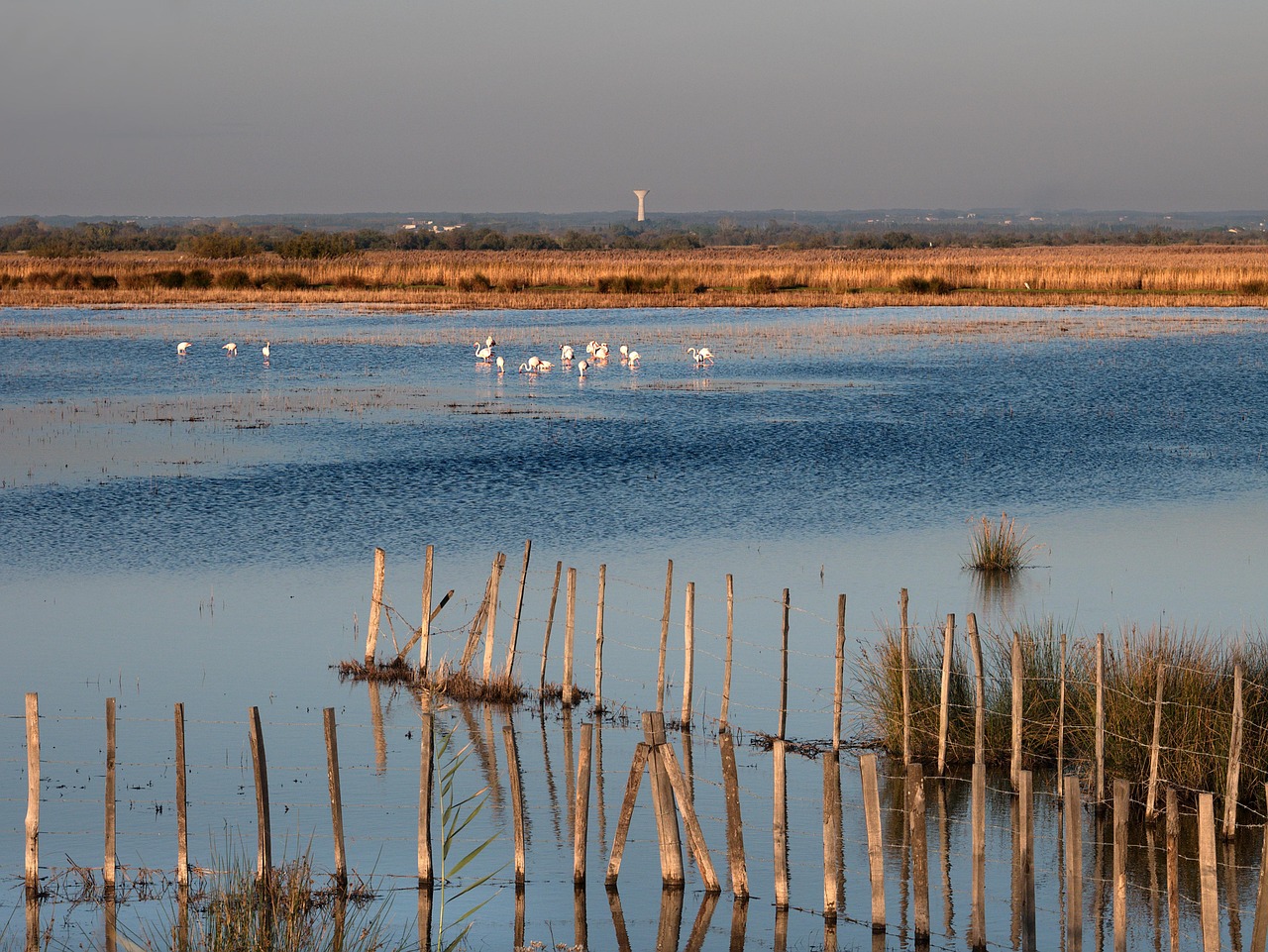 Camargue 일몰 자연 - Pixabay의 무료 사진 - Pixabay