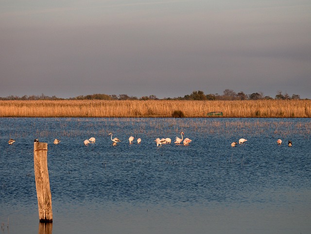 Camargue Sunset Nature - Free photo on Pixabay - Pixabay
